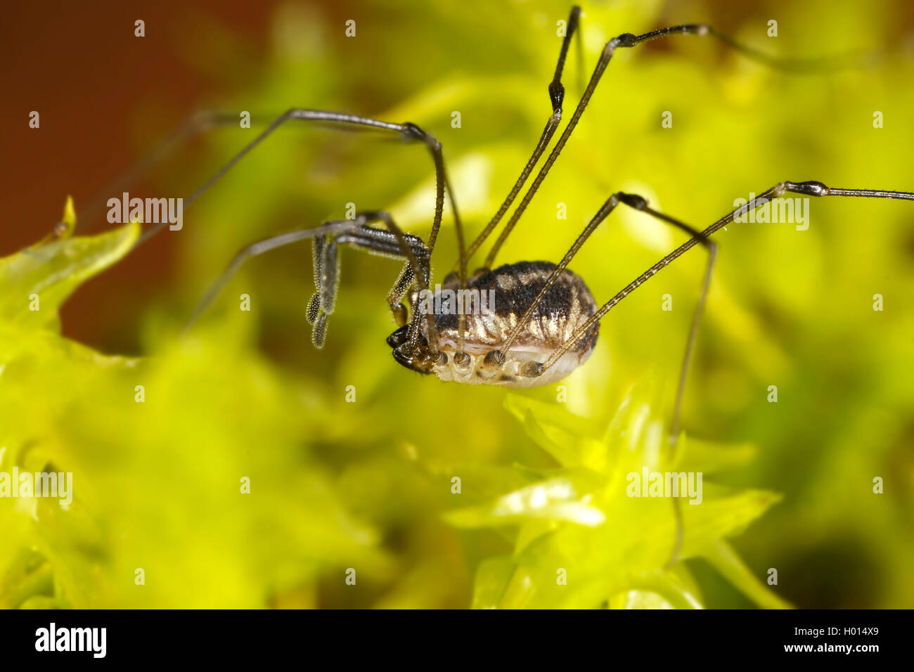 Harvestman (Mitostoma cf. chrysomelas), on moss, Austria Stock Photo ...