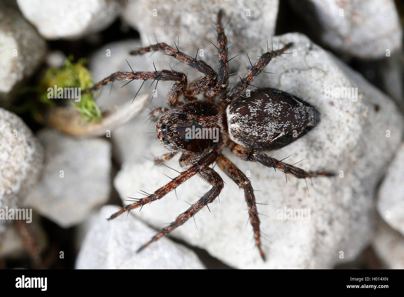 Lynx spiders hi-res stock photography and images - Alamy