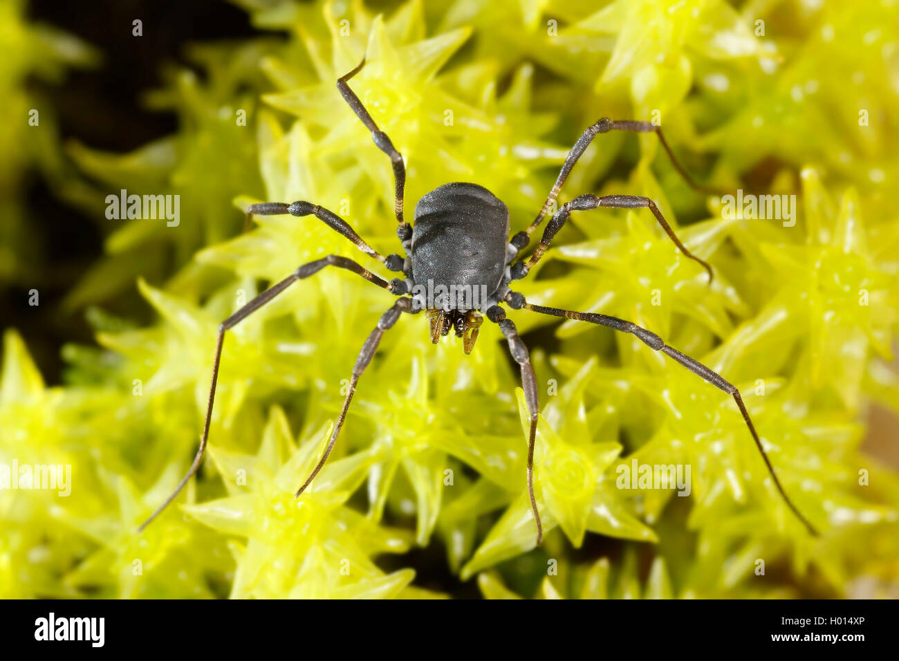 Nemastomatidae hi-res stock photography and images - Alamy