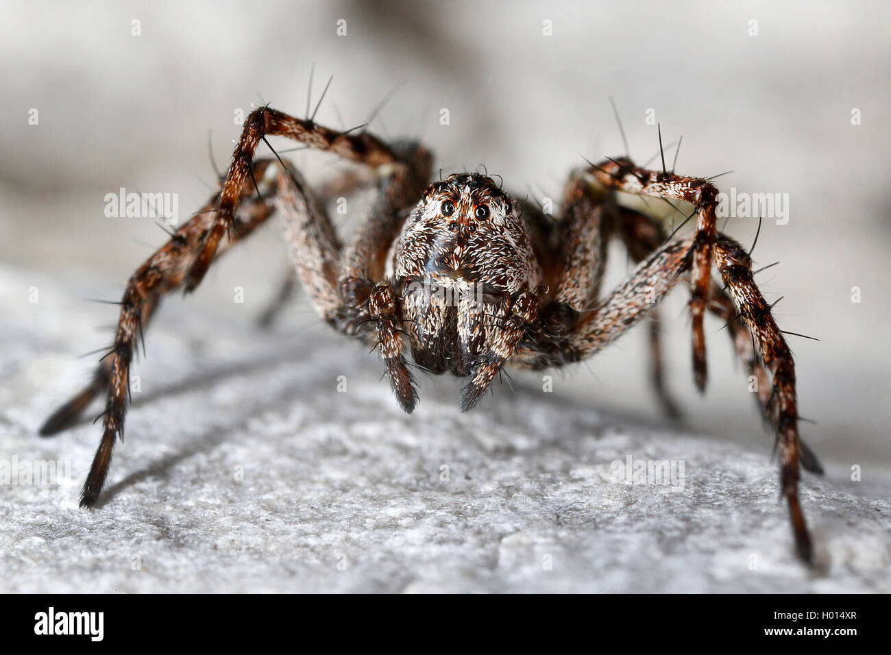 Lynx spiders hi-res stock photography and images - Alamy