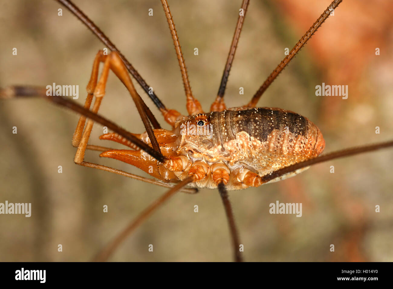 Common harvestman (Phalangium opilio), male, Austria Stock Photo - Alamy