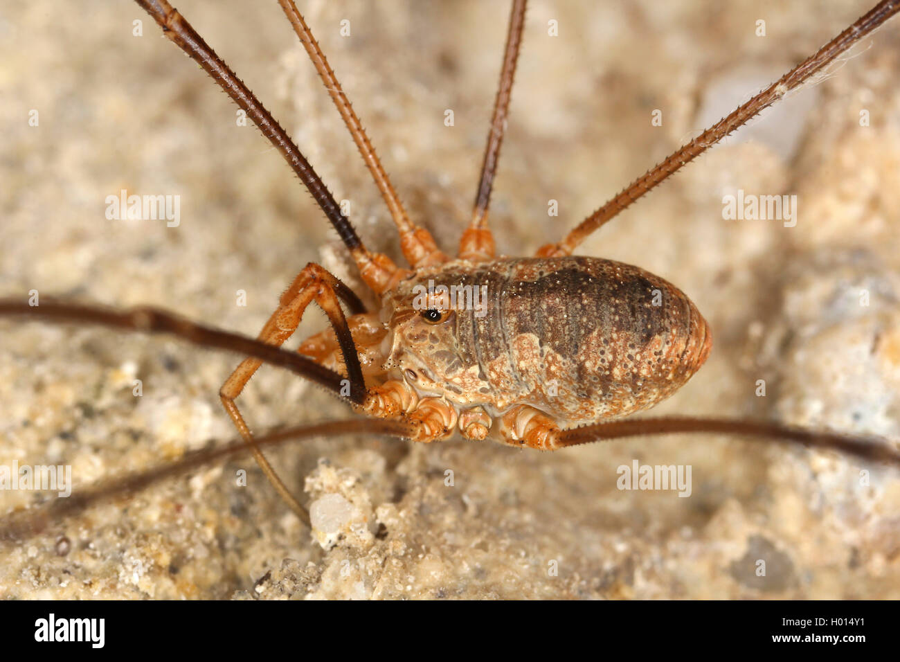 Common harvestman (Phalangium opilio), female, Austria Stock Photo - Alamy