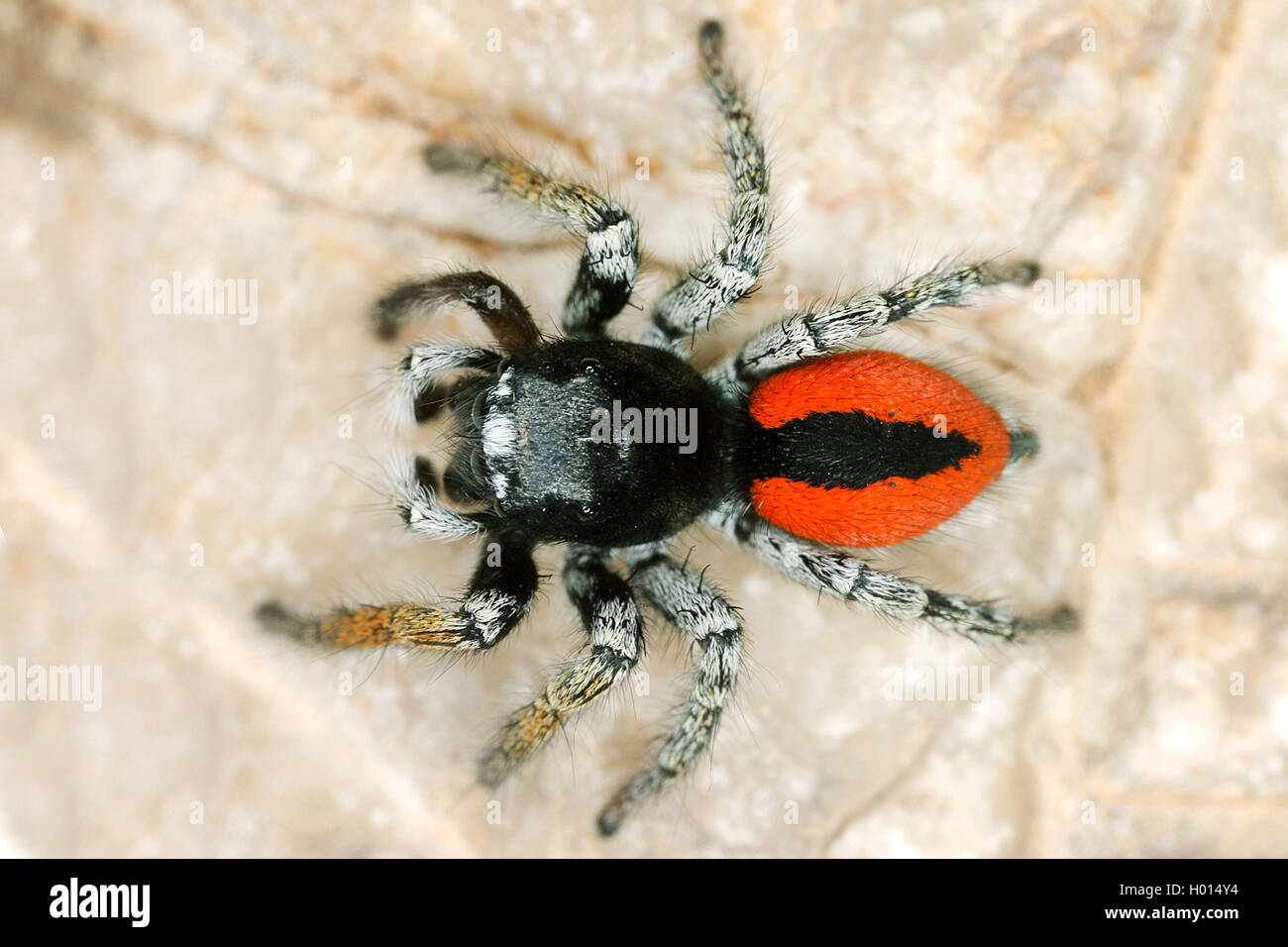 Jumping spider (Philaeus chrysops), male, Croatia Stock Photo - Alamy