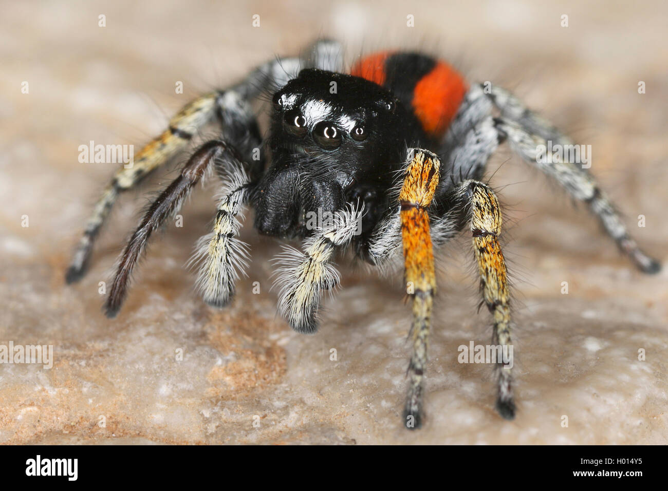 Jumping spider (Philaeus chrysops), male, Croatia Stock Photo - Alamy