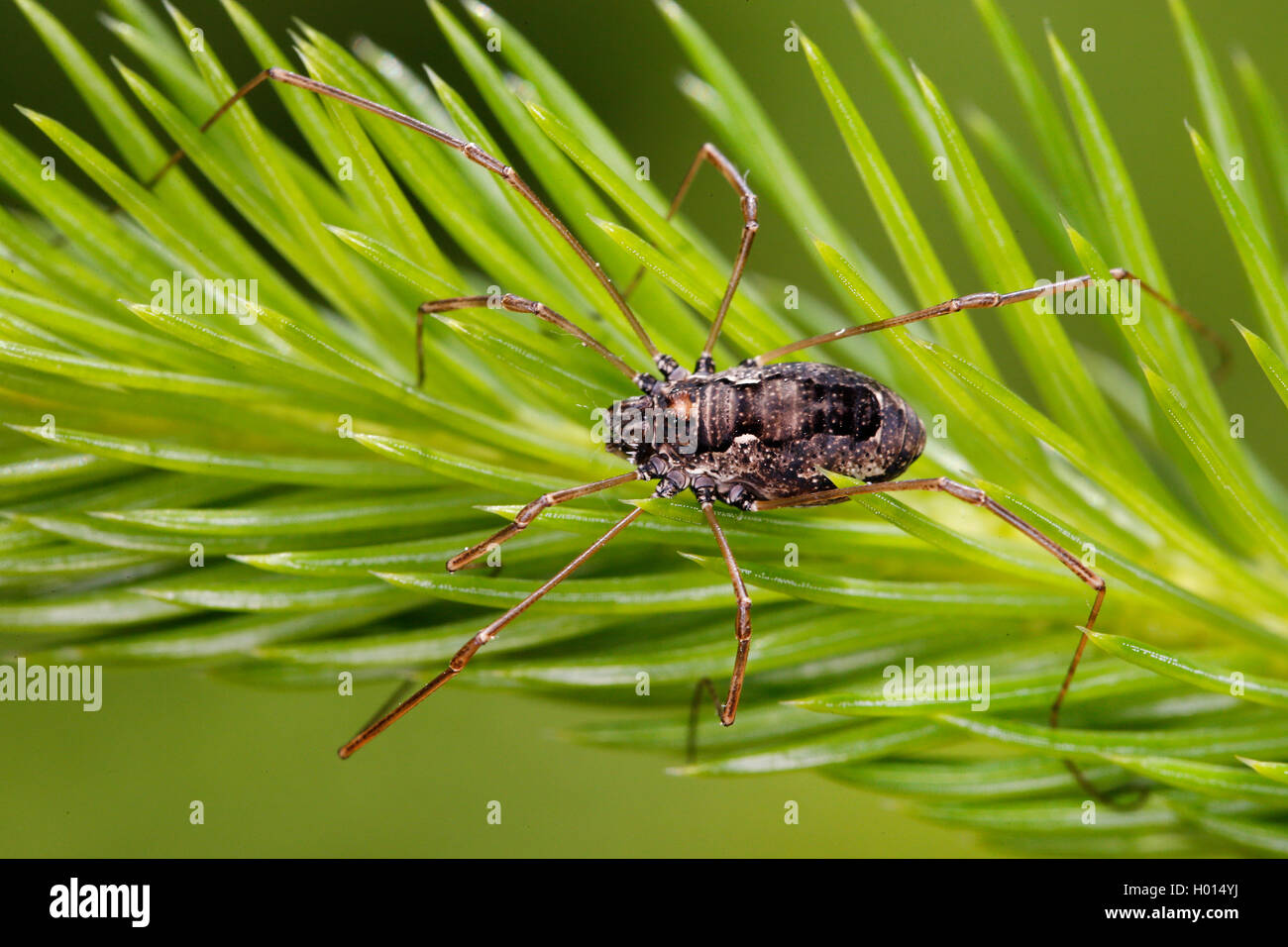 Harvestman (Platybunus bucephalus), female on a twig, Austria Stock ...