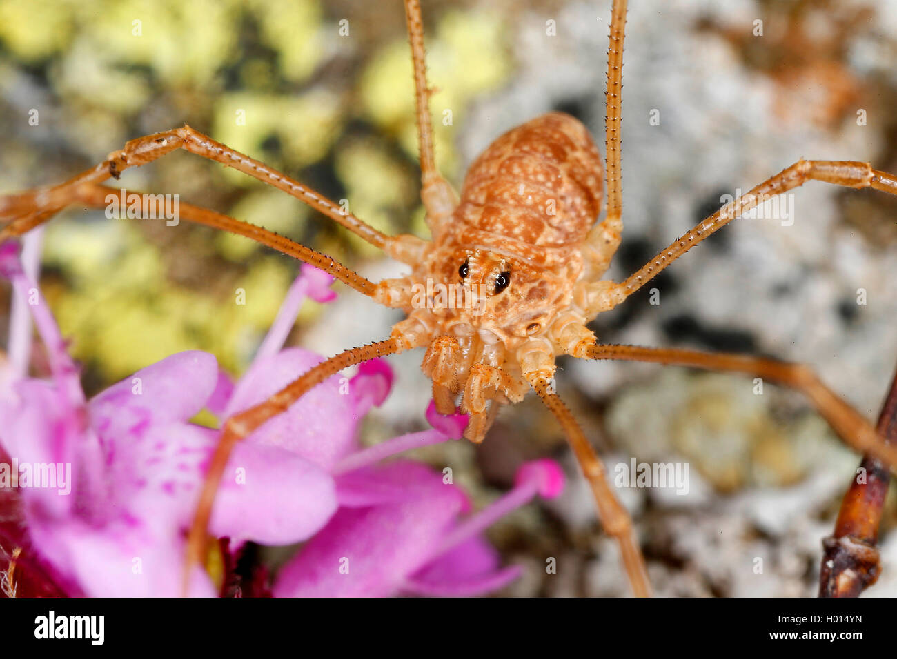 harvestman (Rilaena triangularis, Opilio triangularis, Platybunus ...