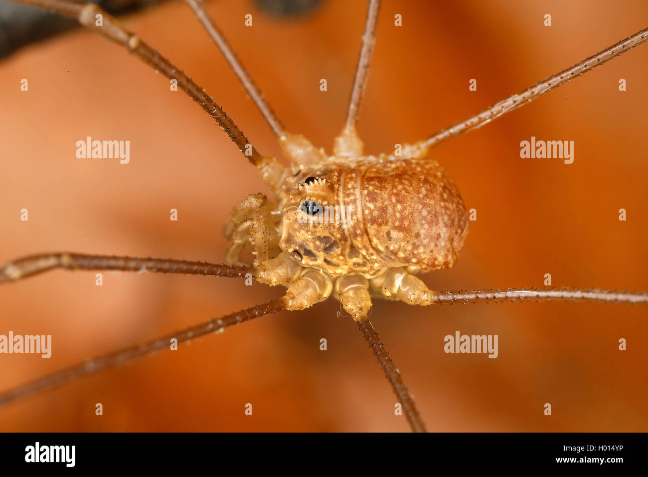 harvestman (Rilaena triangularis, Opilio triangularis, Platybunus ...