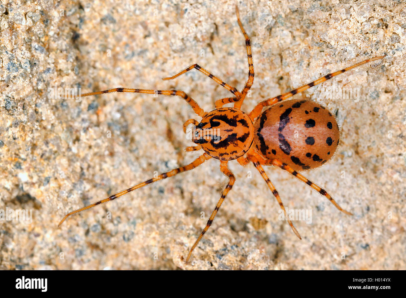 spitting spider (Scytodes thoracica), om a stone, Austria Stock Photo ...
