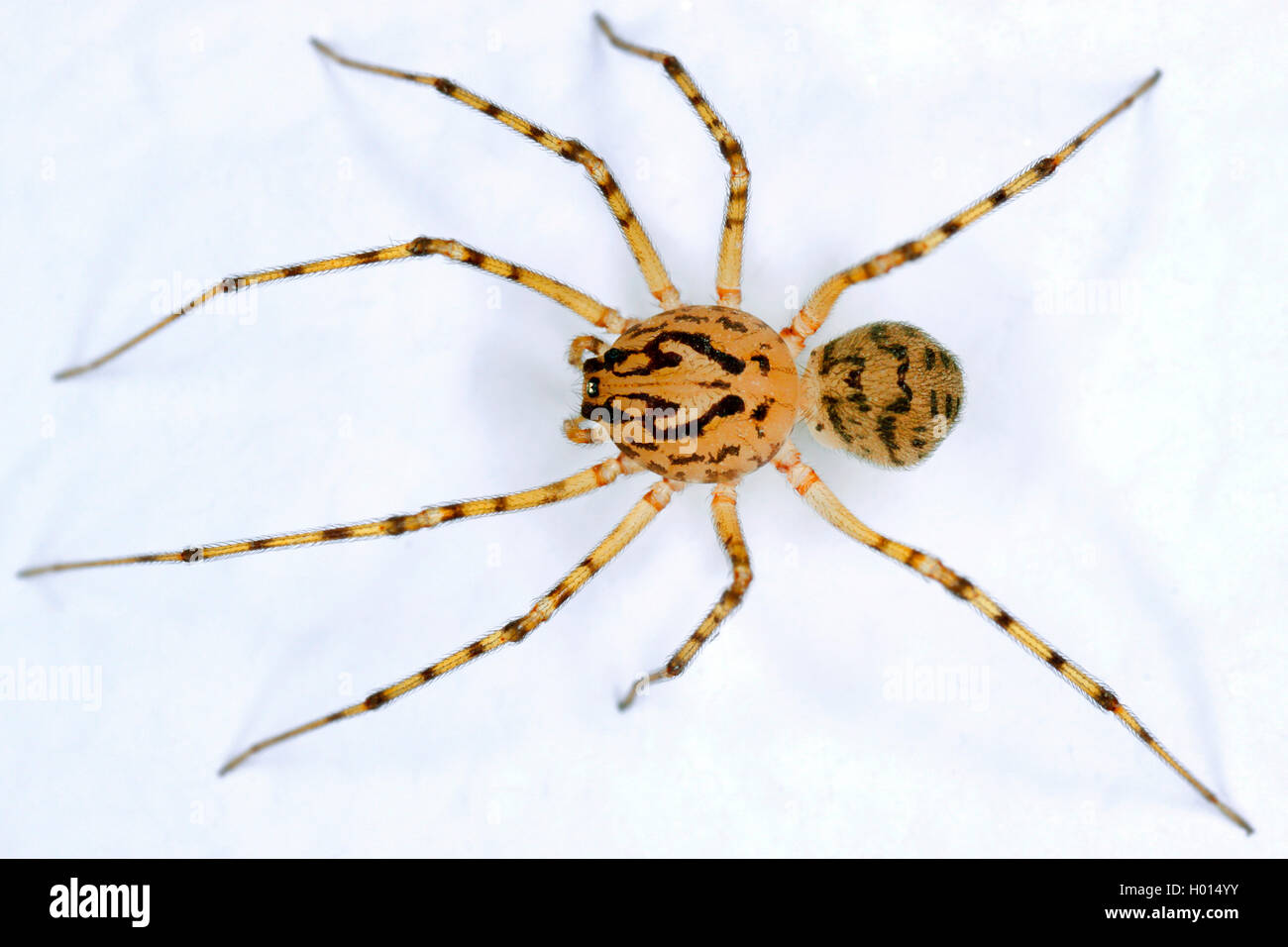 Black spider cut out hi-res stock photography and images - Alamy