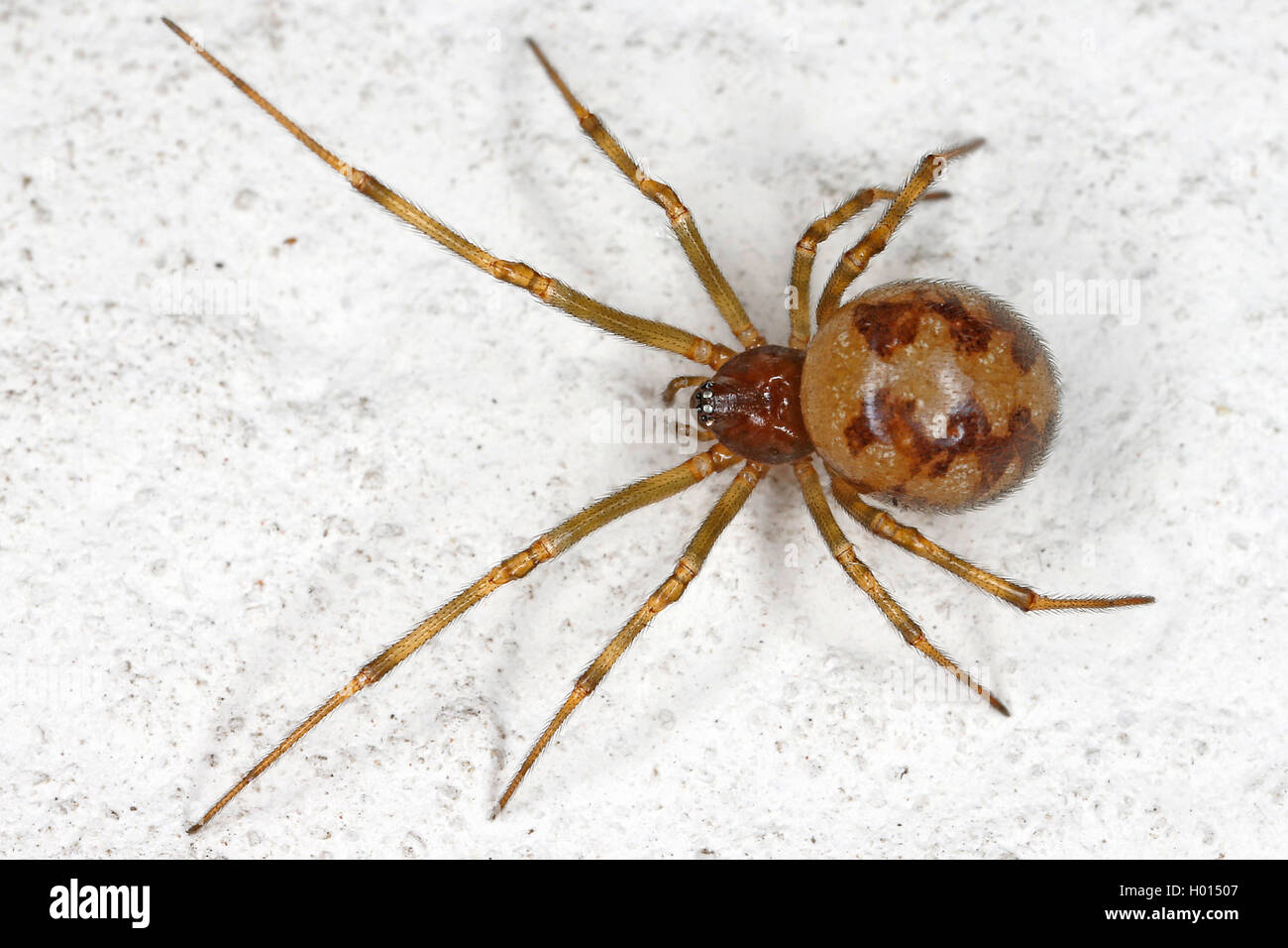 Cobweb spiders and comb footed spiders hi-res stock photography and ...