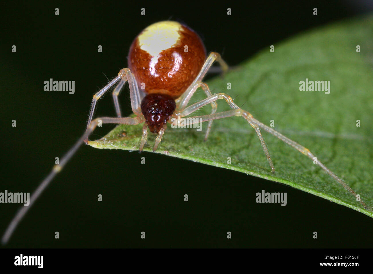 comb-footed spider (Theridiidae), on a leaf, Austria Stock Photo - Alamy