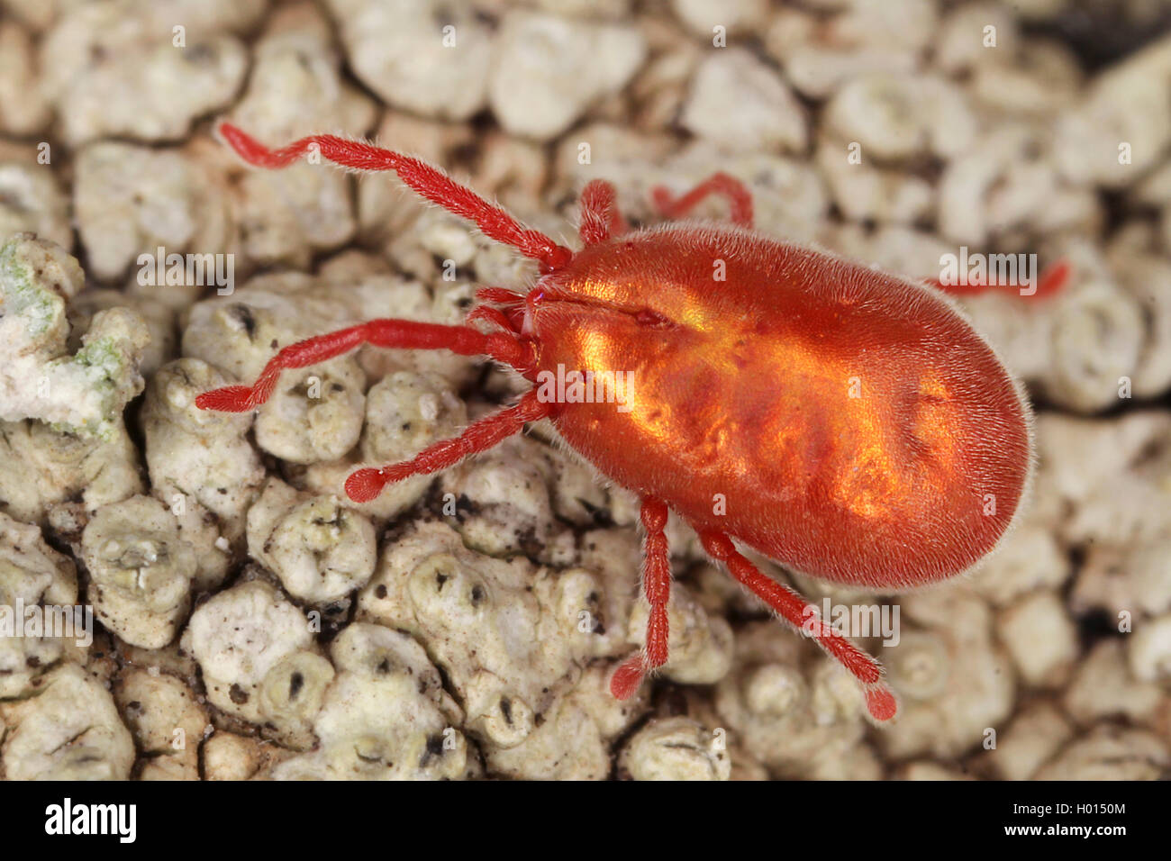 Thrombidiidae hi-res stock photography and images - Alamy