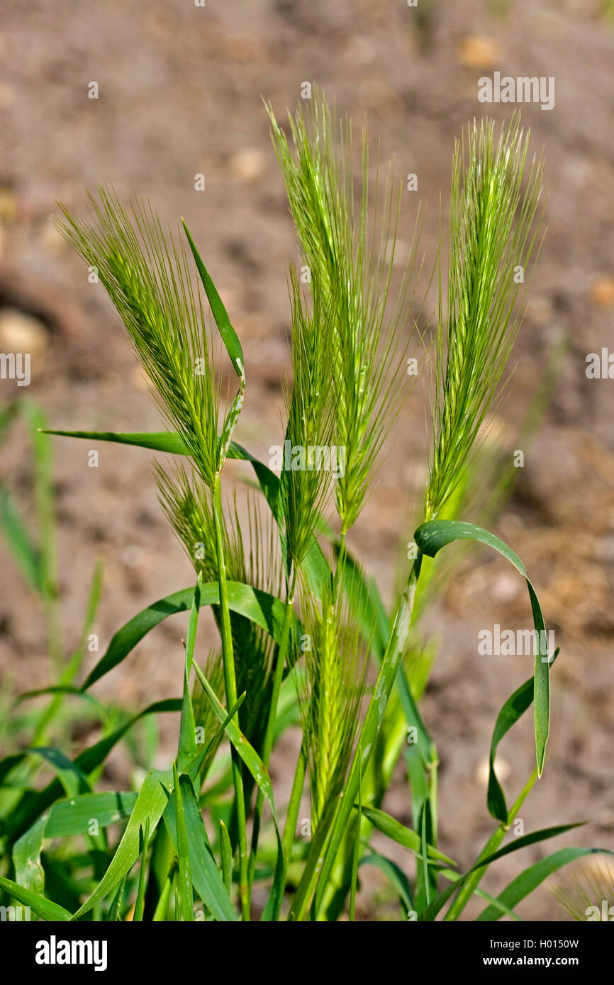 Hordeum Murinum