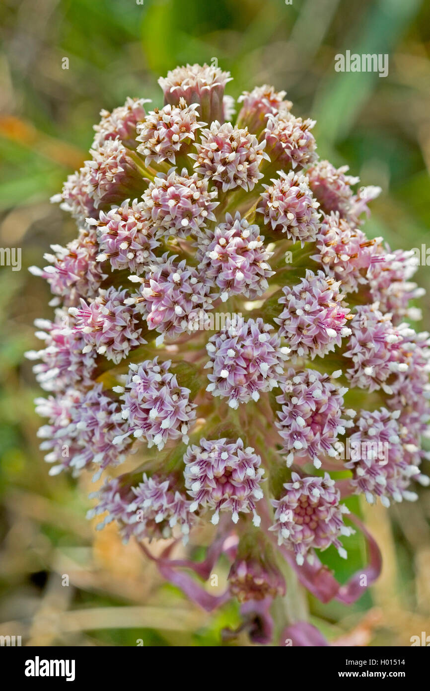 Butterburr hi-res stock photography and images - Alamy