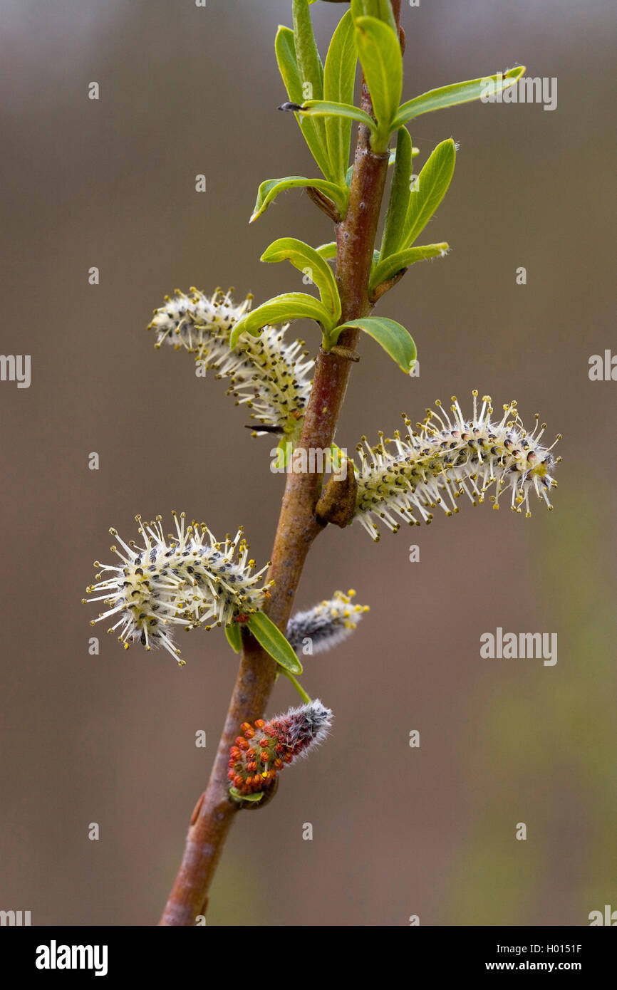 purple osier, purple willow, basket willow (Salix purpurea), mal ...