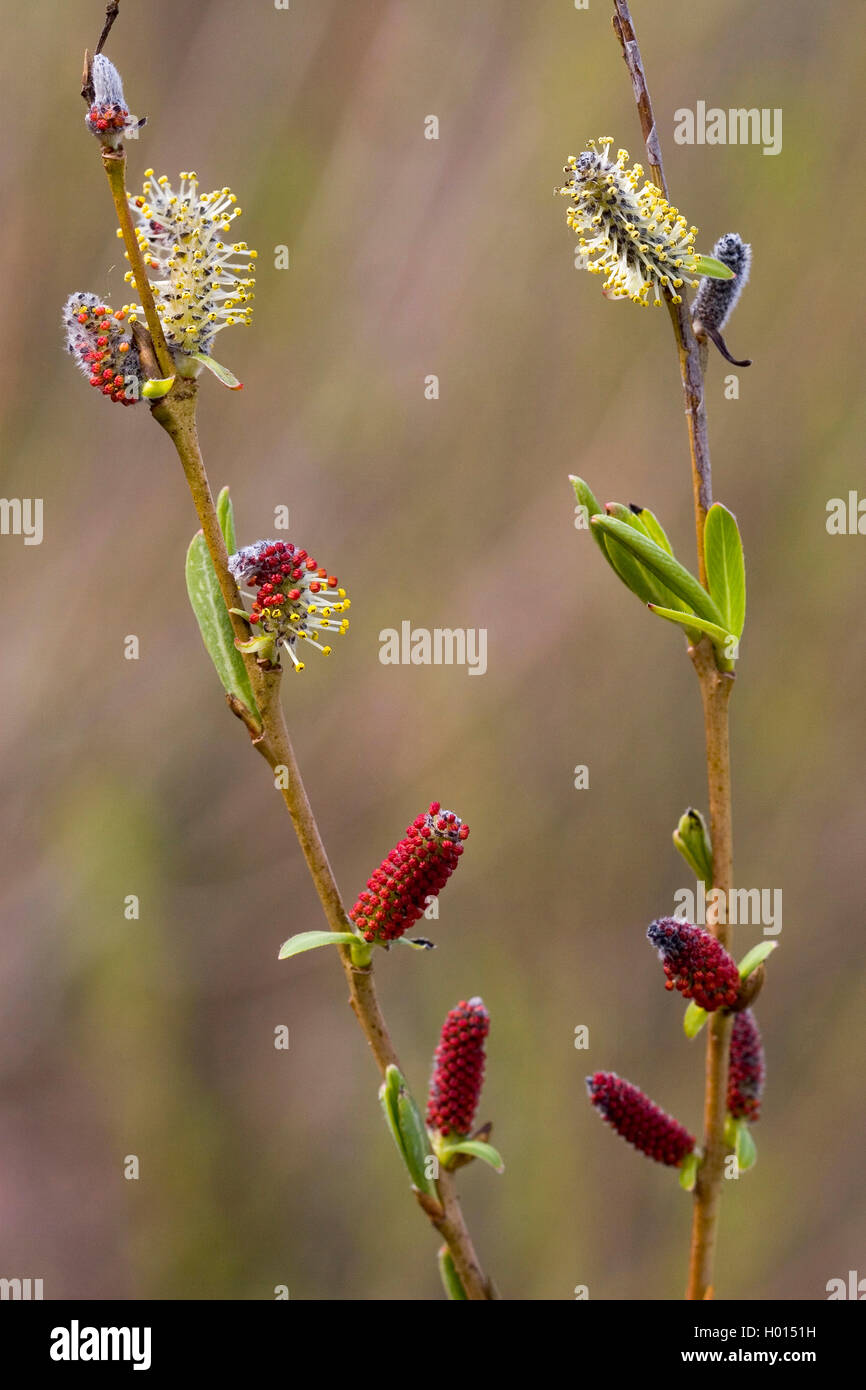 purple osier, purple willow, basket willow (Salix purpurea), mal ...
