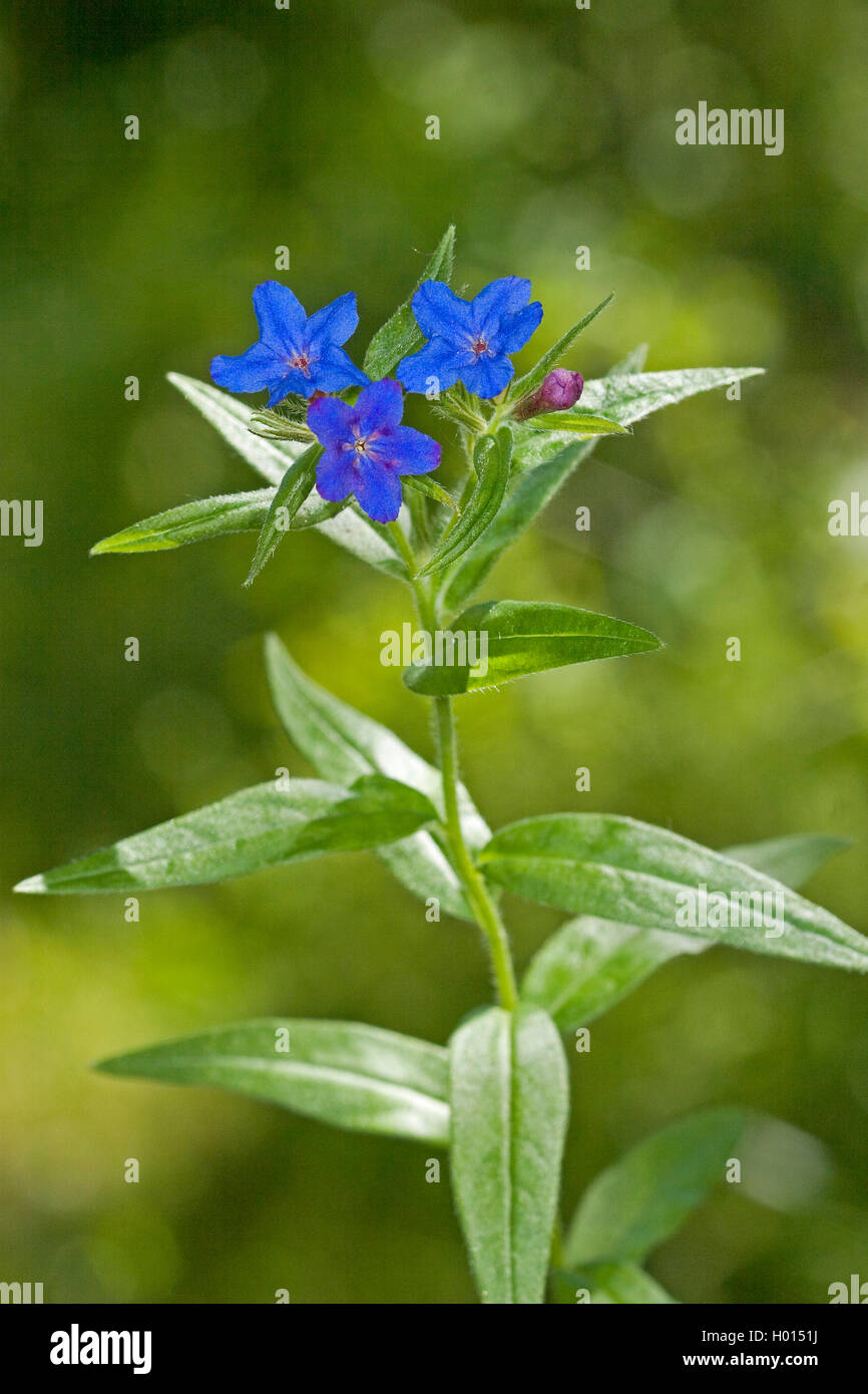 purple gromwell (Lithospermum purpurocaeruleum, Buglossoides ...