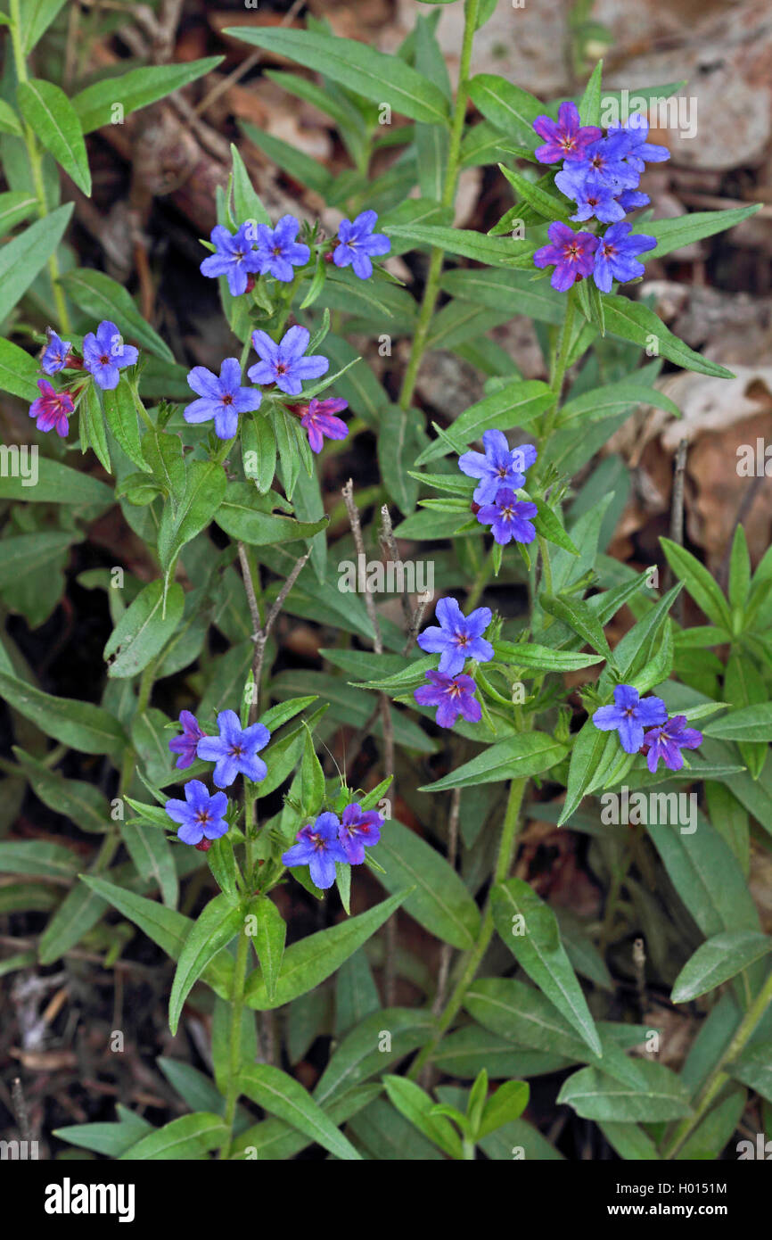 purple gromwell (Lithospermum purpurocaeruleum, Buglossoides ...