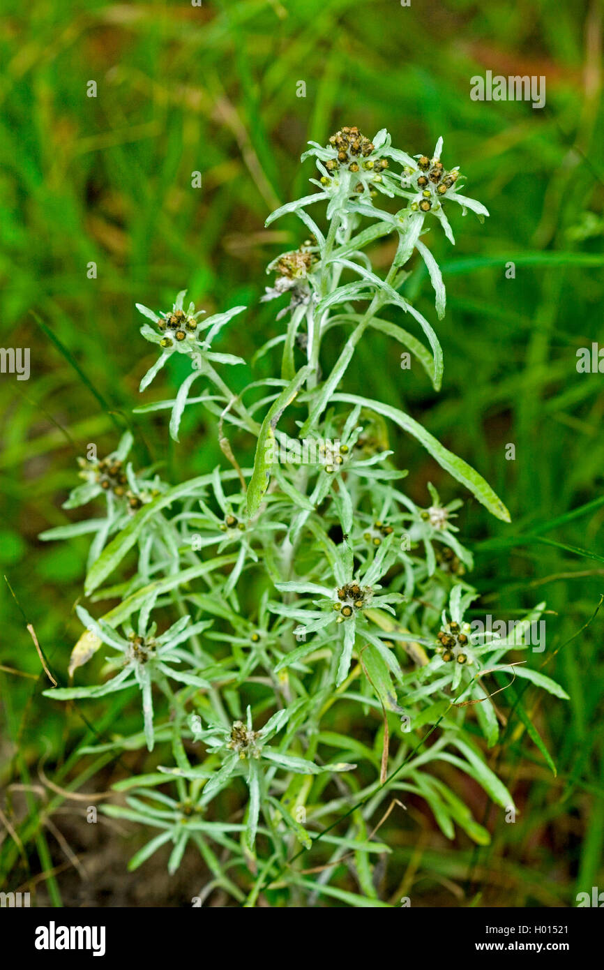 low cudweed, marsh cudweed, everlasting (Gnaphalium uliginosum ...