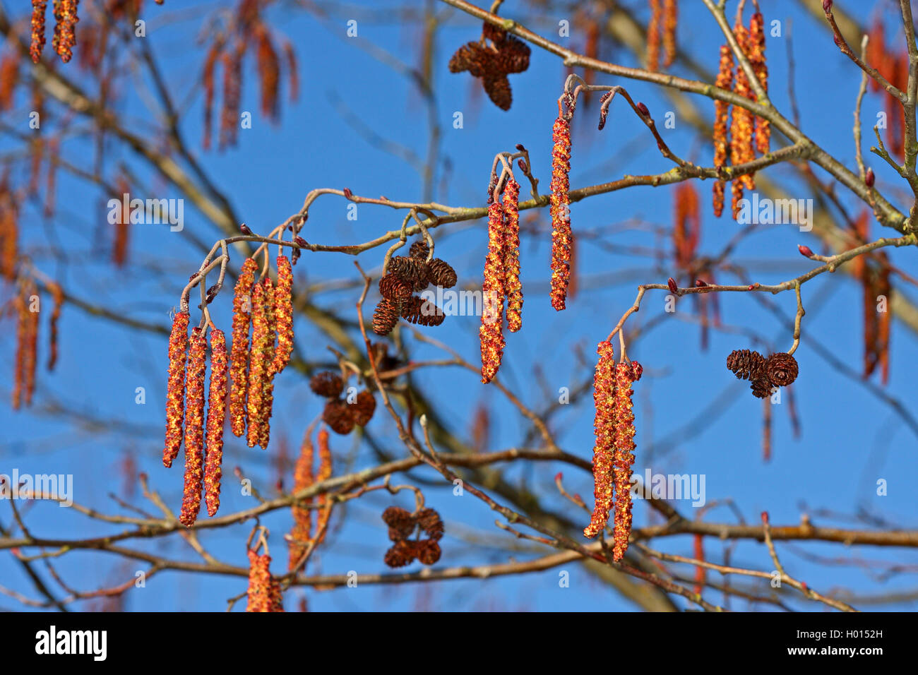 Schwarzerle, Schwarz-Erle, Schwarze Erle (Alnus glutinosa), bluehende ...