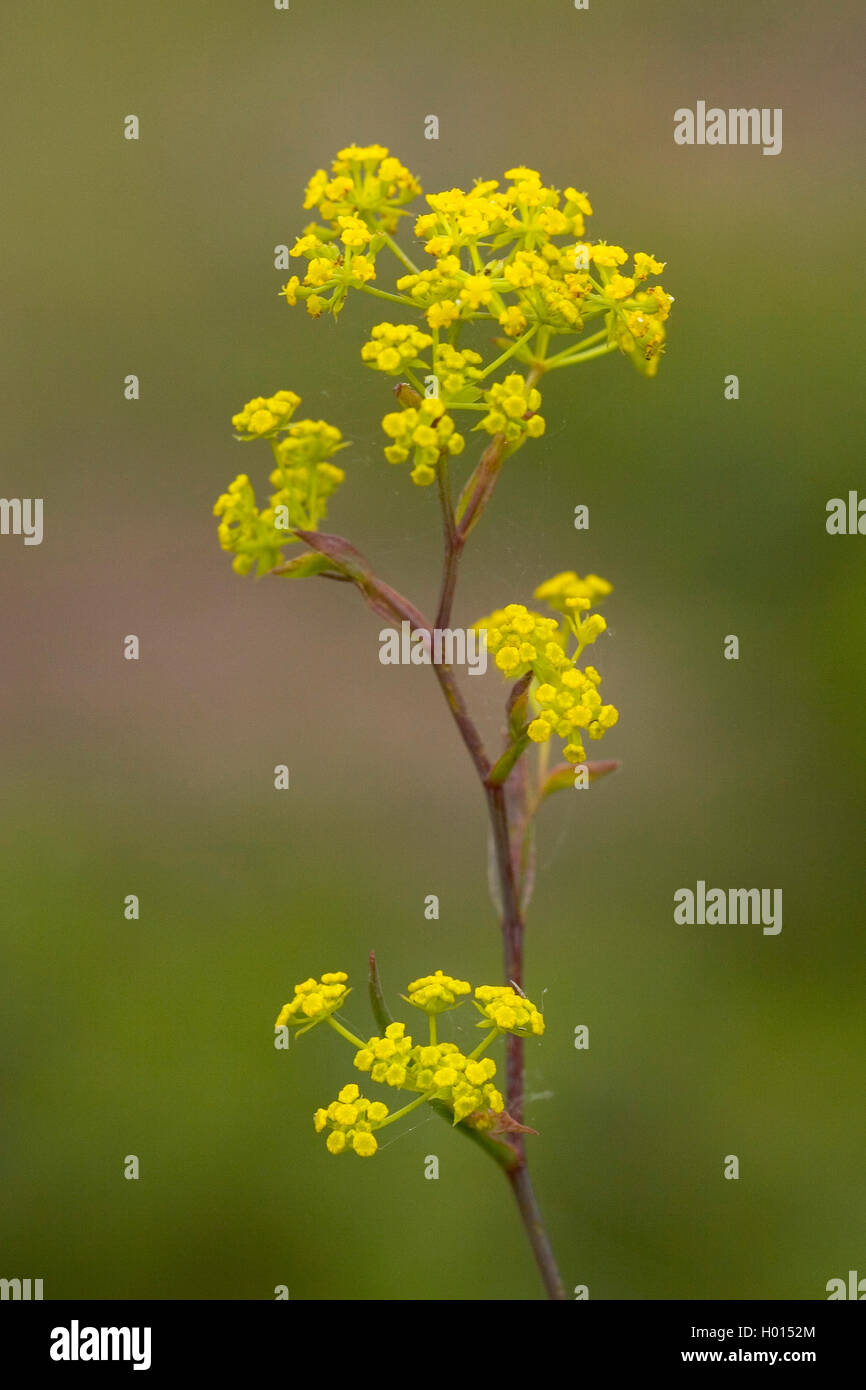 Bupleurum falcatum hi-res stock photography and images - Alamy
