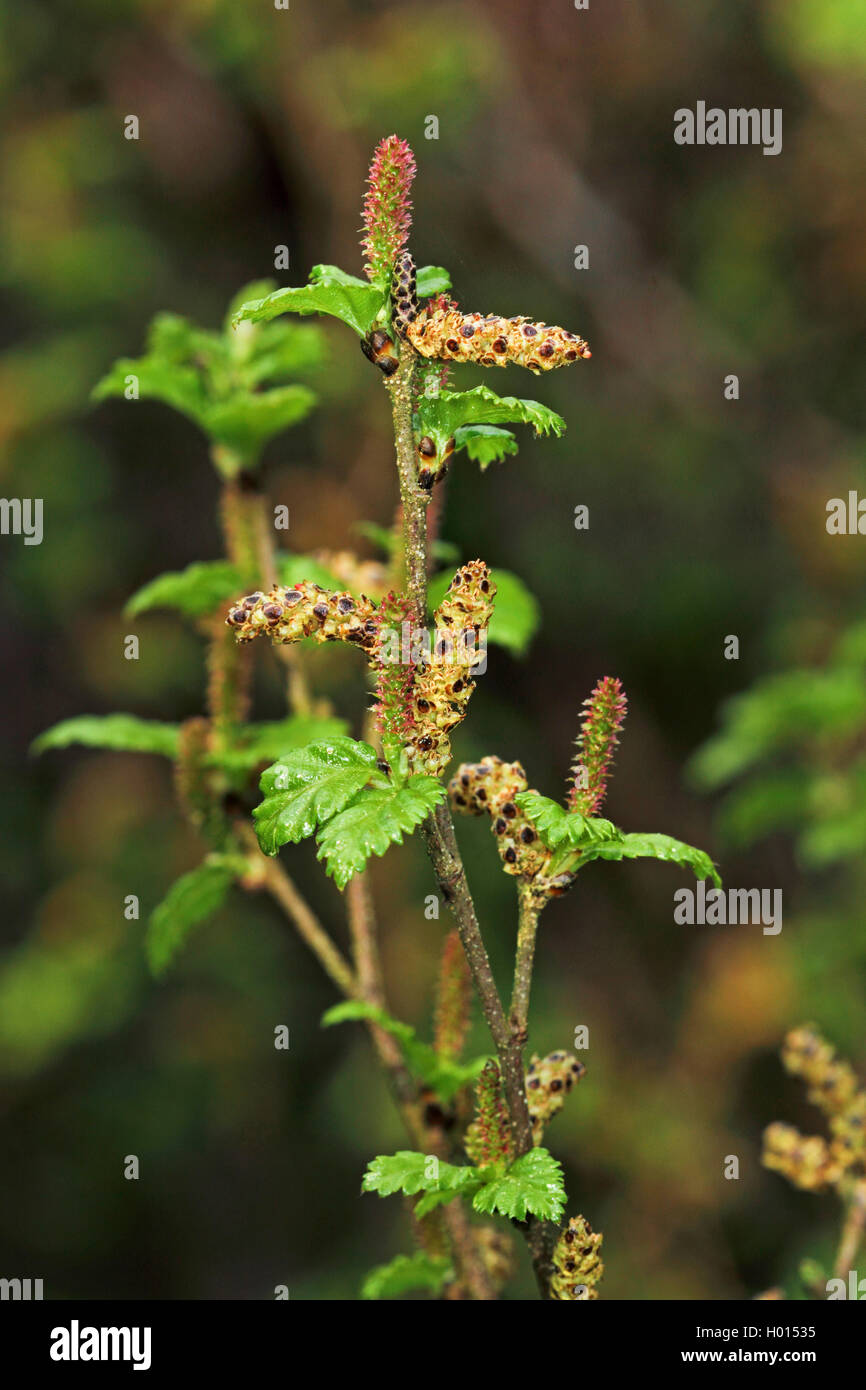Betula humilis hi-res stock photography and images - Alamy