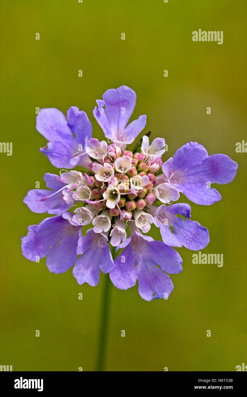 Small scabious, Lesser scabious (Scabiosa columbaria), inflorescence ...