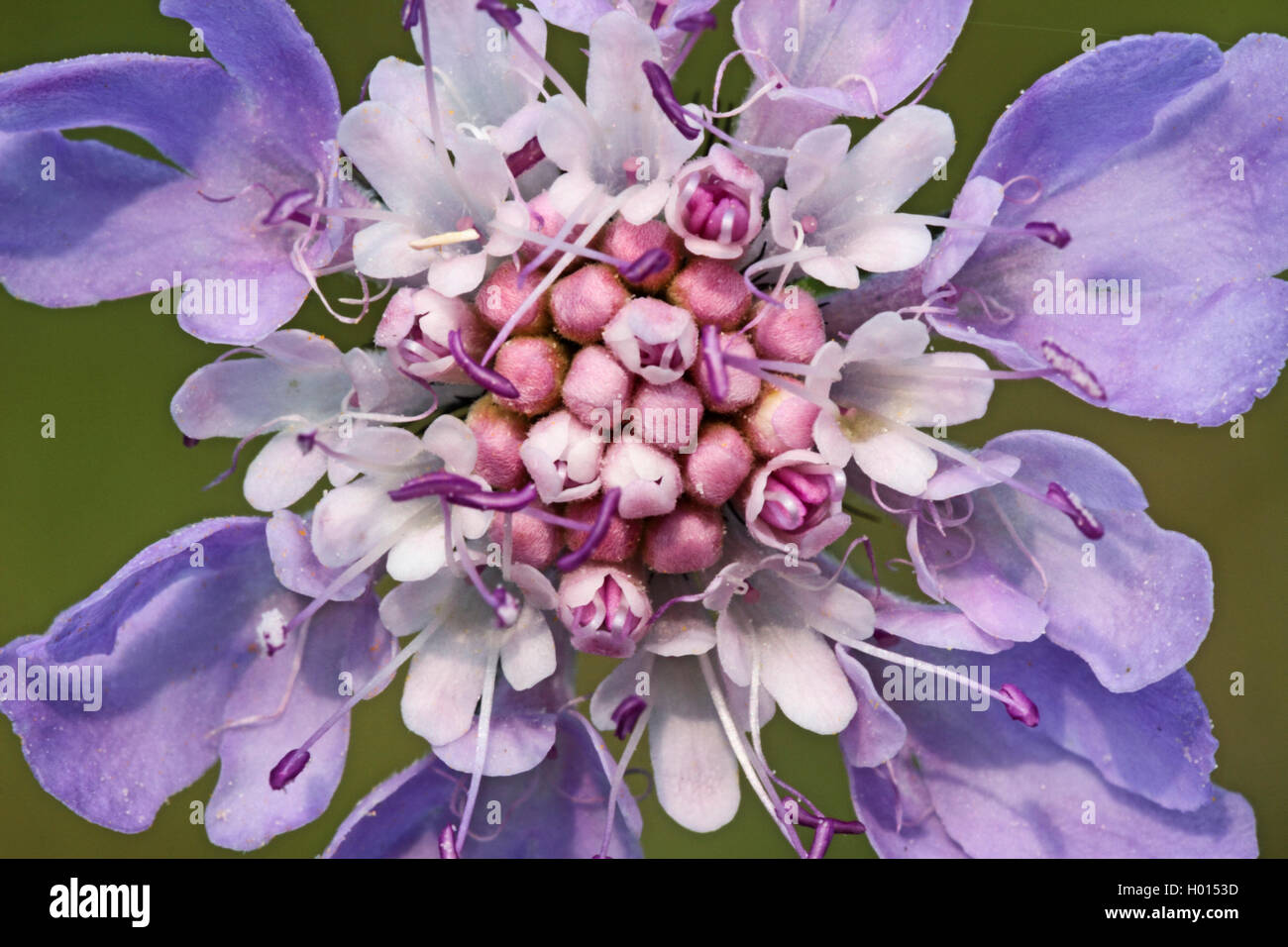 Small scabious, Lesser scabious (Scabiosa columbaria), flower, Germany ...