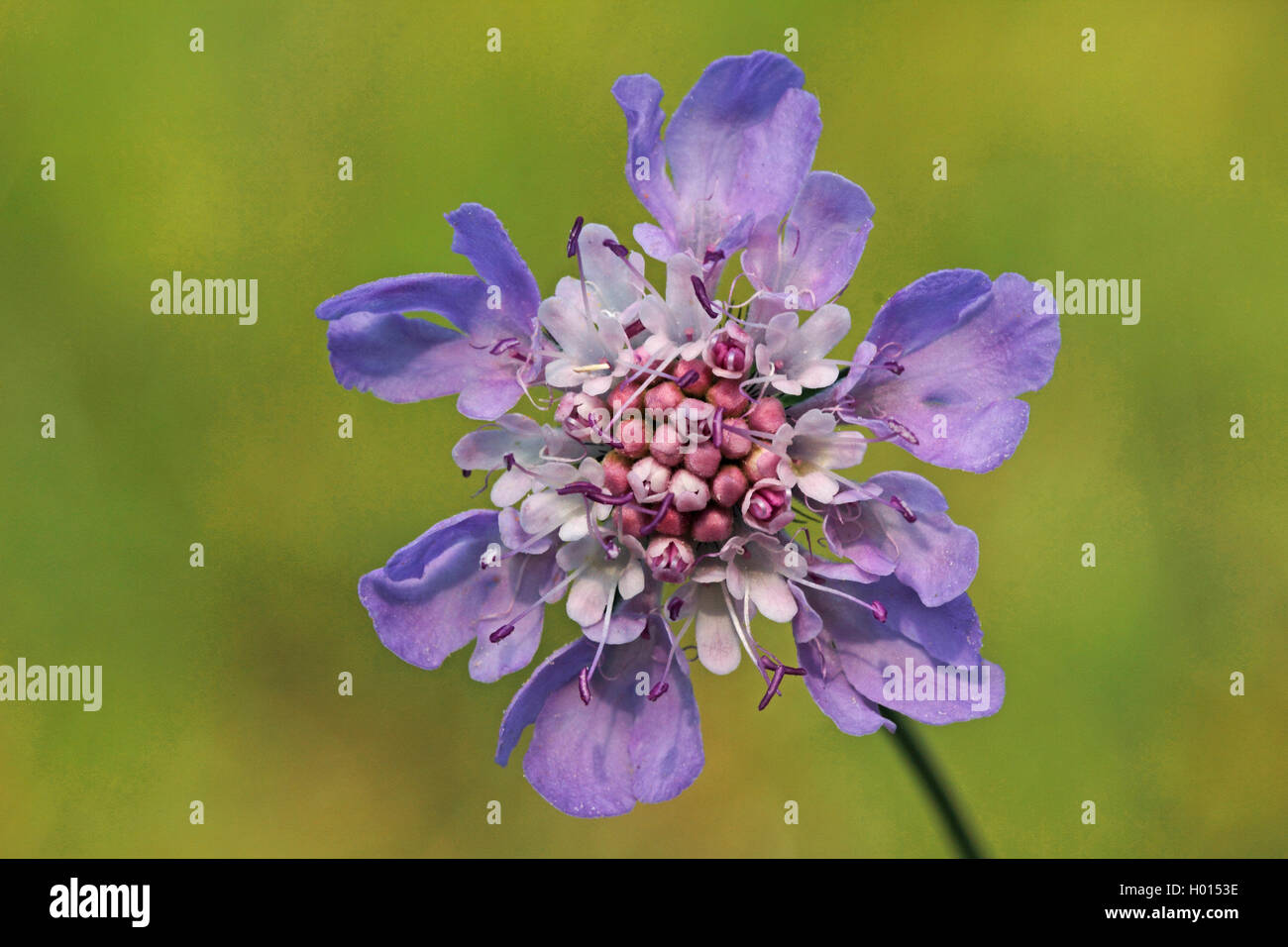 Small scabious, Lesser scabious (Scabiosa columbaria), inflorescence ...