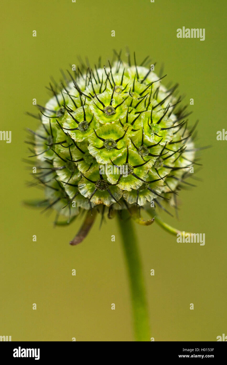 Small scabious, Lesser scabious (Scabiosa columbaria), infructescence ...