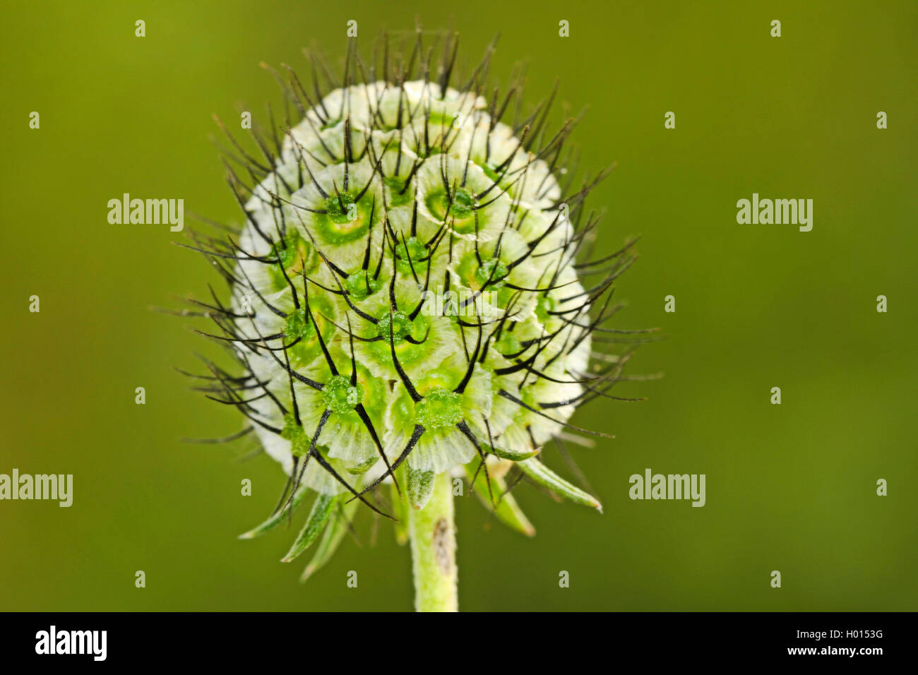 Small scabious, Lesser scabious (Scabiosa columbaria), infructescence ...