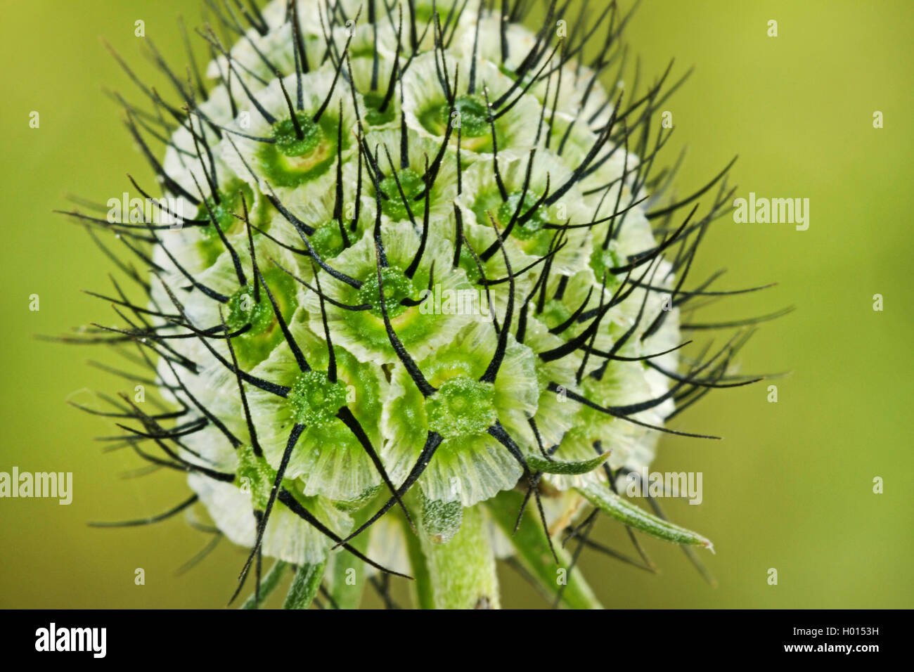 Small scabious, Lesser scabious (Scabiosa columbaria), infructescence ...