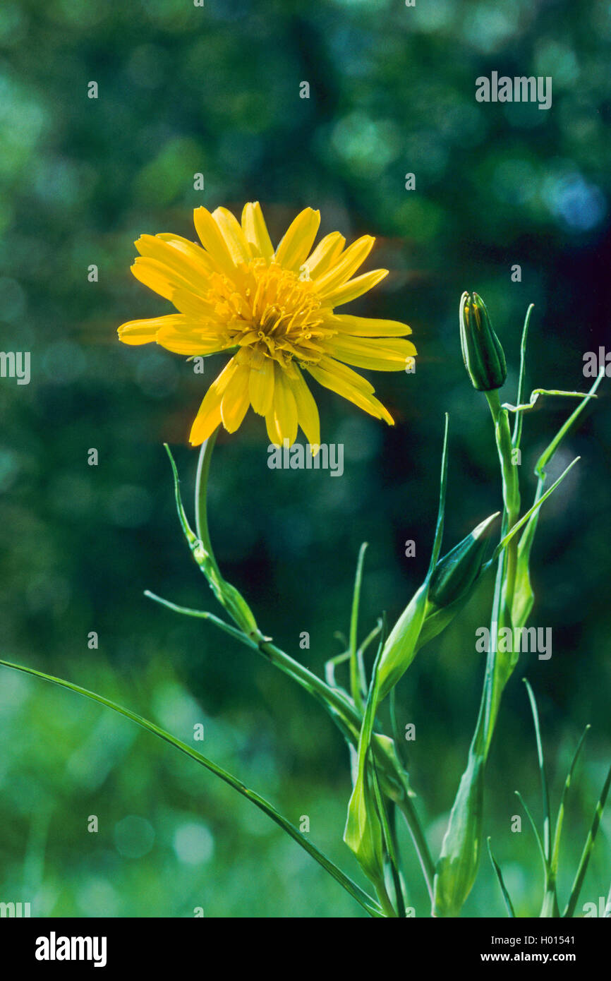 meadow goat's beard, jack-go-to-bed-at-noon, meadow salsifify ...