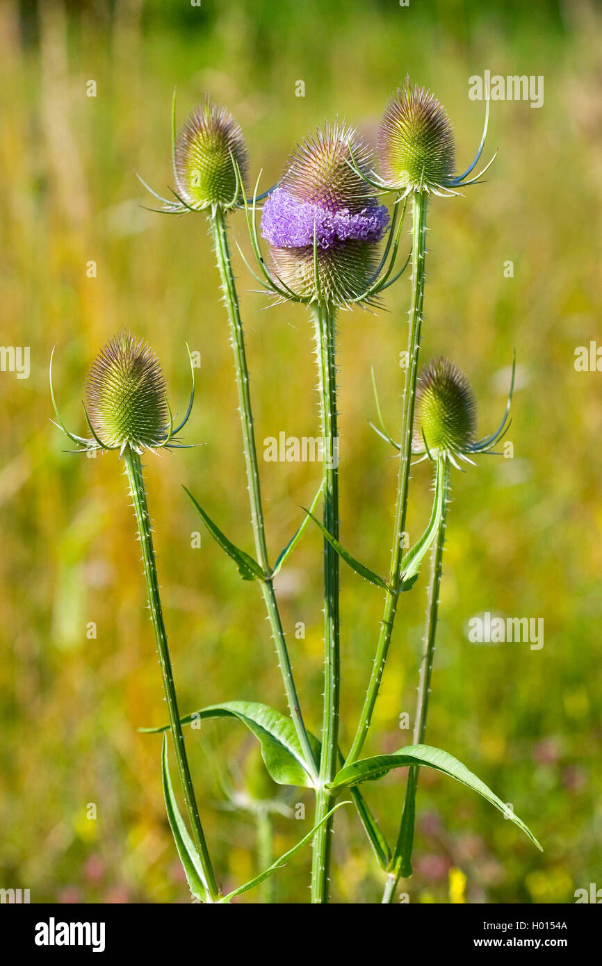 Wild teasel, Fuller's teasel, Common teasel, Common teazle (Dipsacus ...