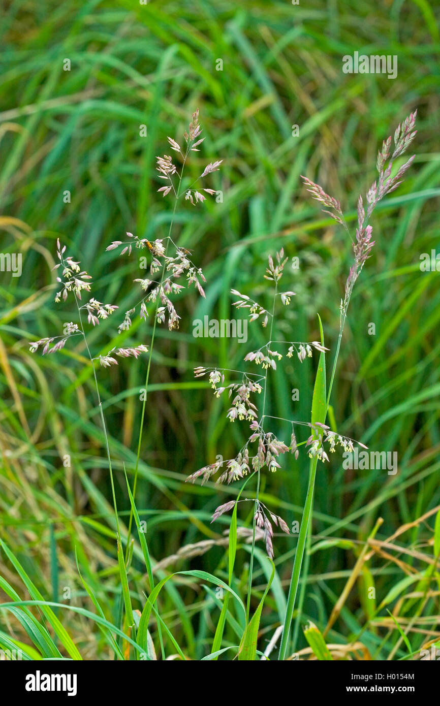 common velvet grass, Yorkshire-fog, creeping velvetgrass (Holcus ...