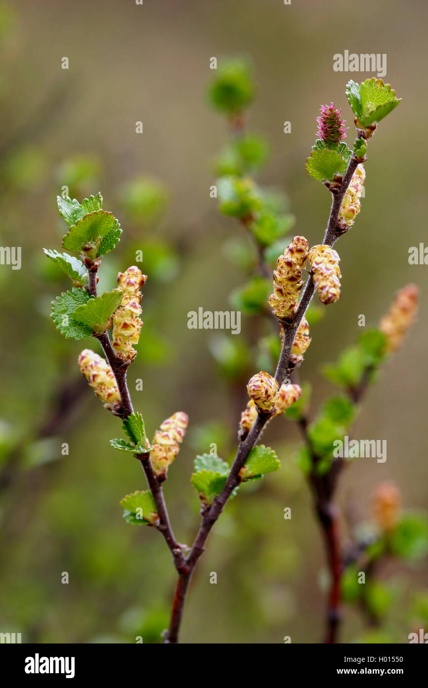 Smooth dwarf birch, Dwarf birch, Dwarf-birch (Betula nana), blooming ...