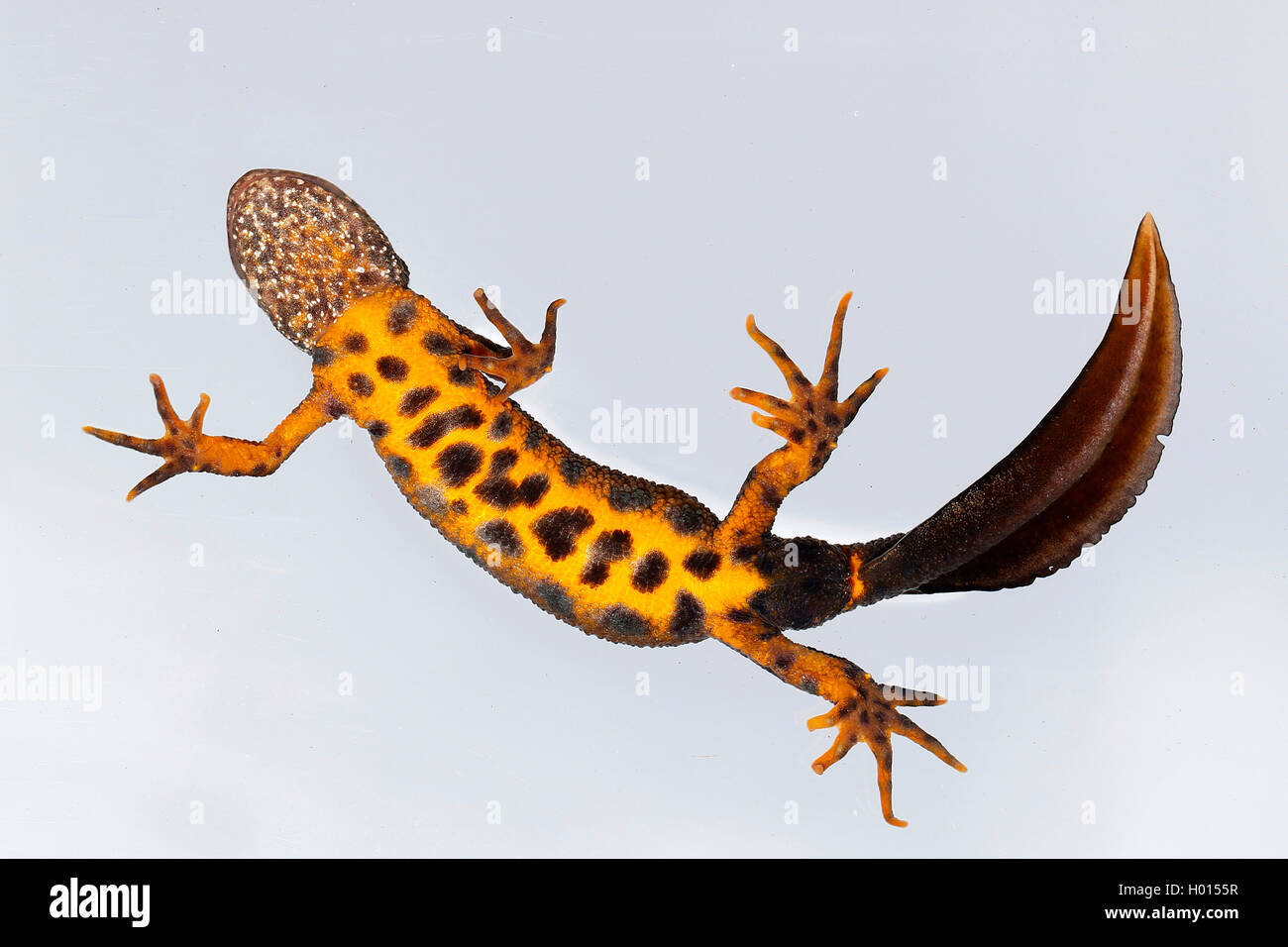 Alpine crested newt, Italian warty newt (Triturus carnifex), male ...