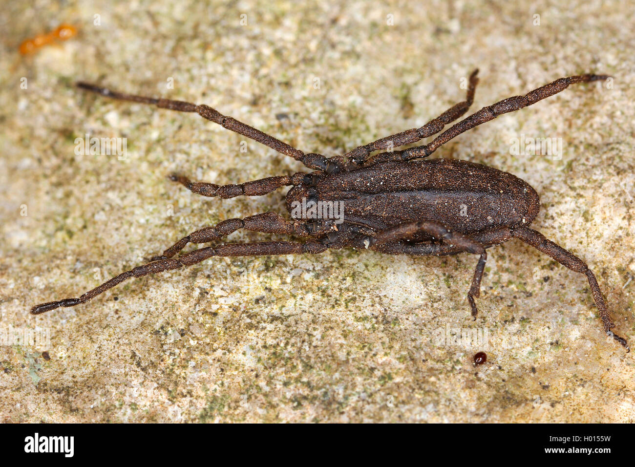 Harvestman (Trogulus martensi), on a stone, Italy Stock Photo - Alamy
