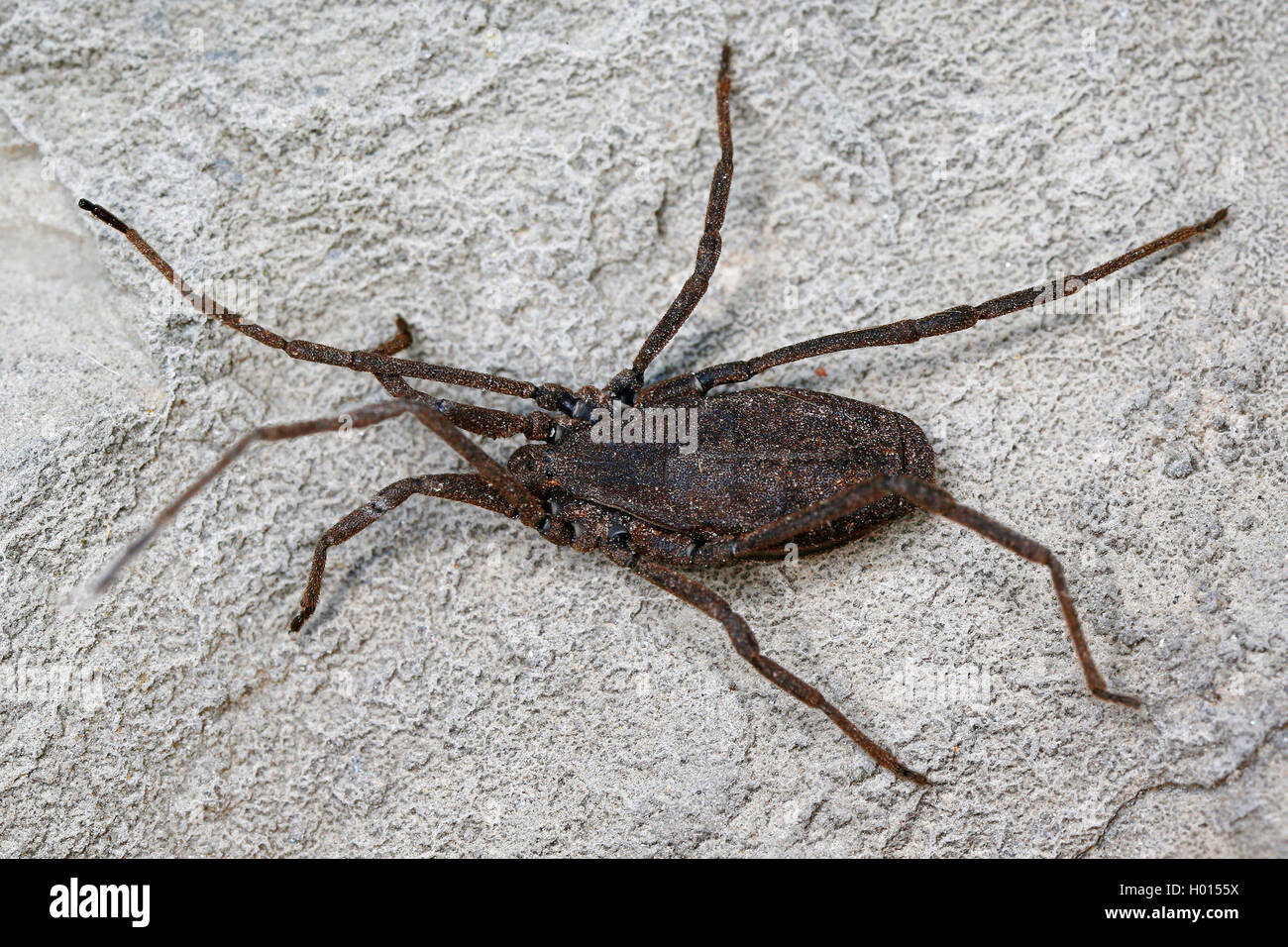 Trogulus hi-res stock photography and images - Alamy