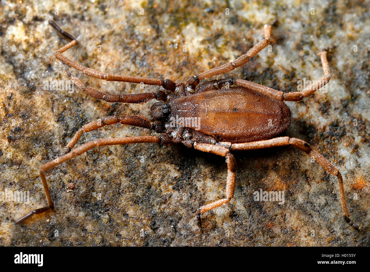 A harvestman hi-res stock photography and images - Alamy