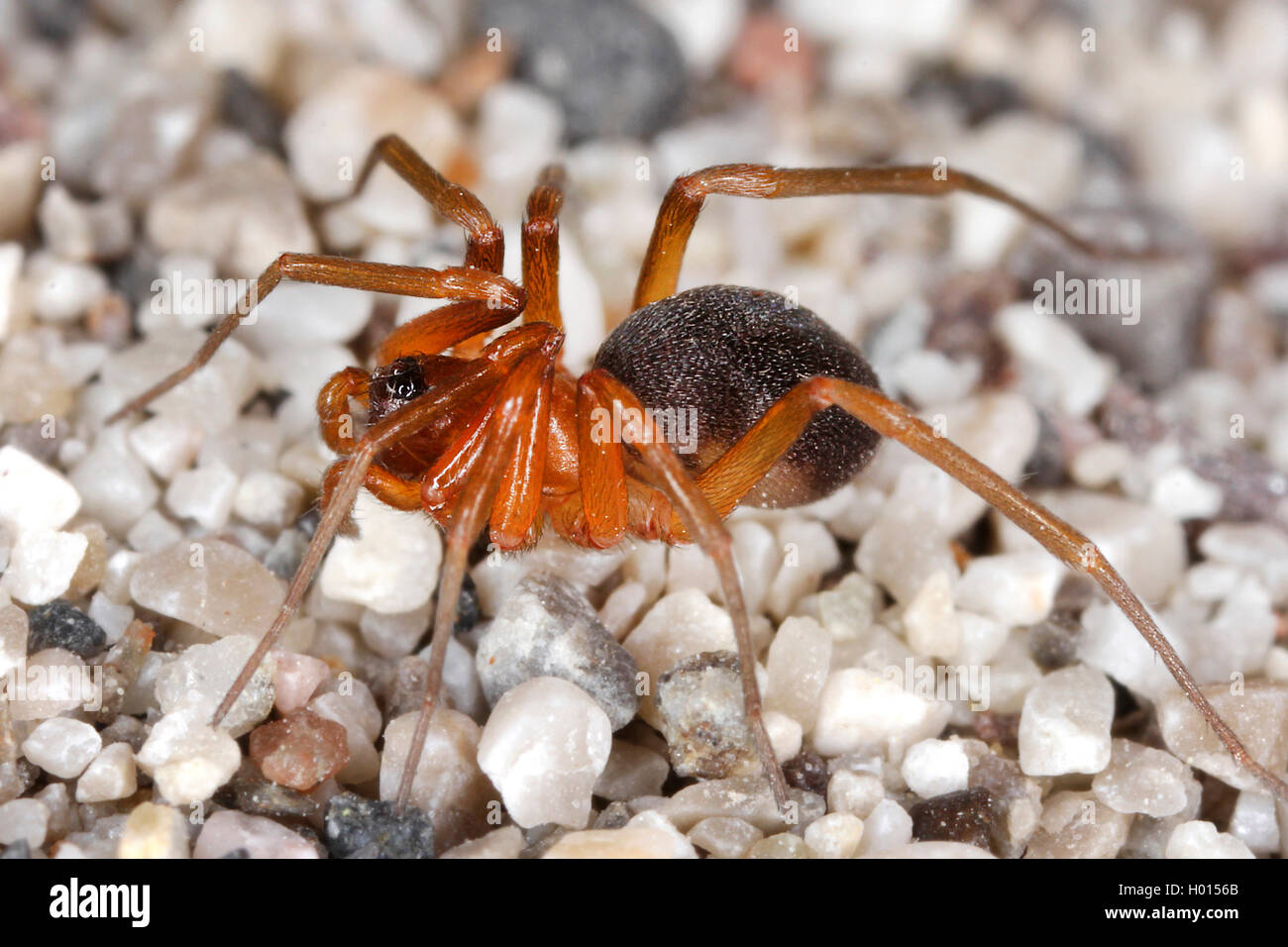Zodarion rubidum (Zodarion rubidum), on stony ground, Italy Stock Photo ...