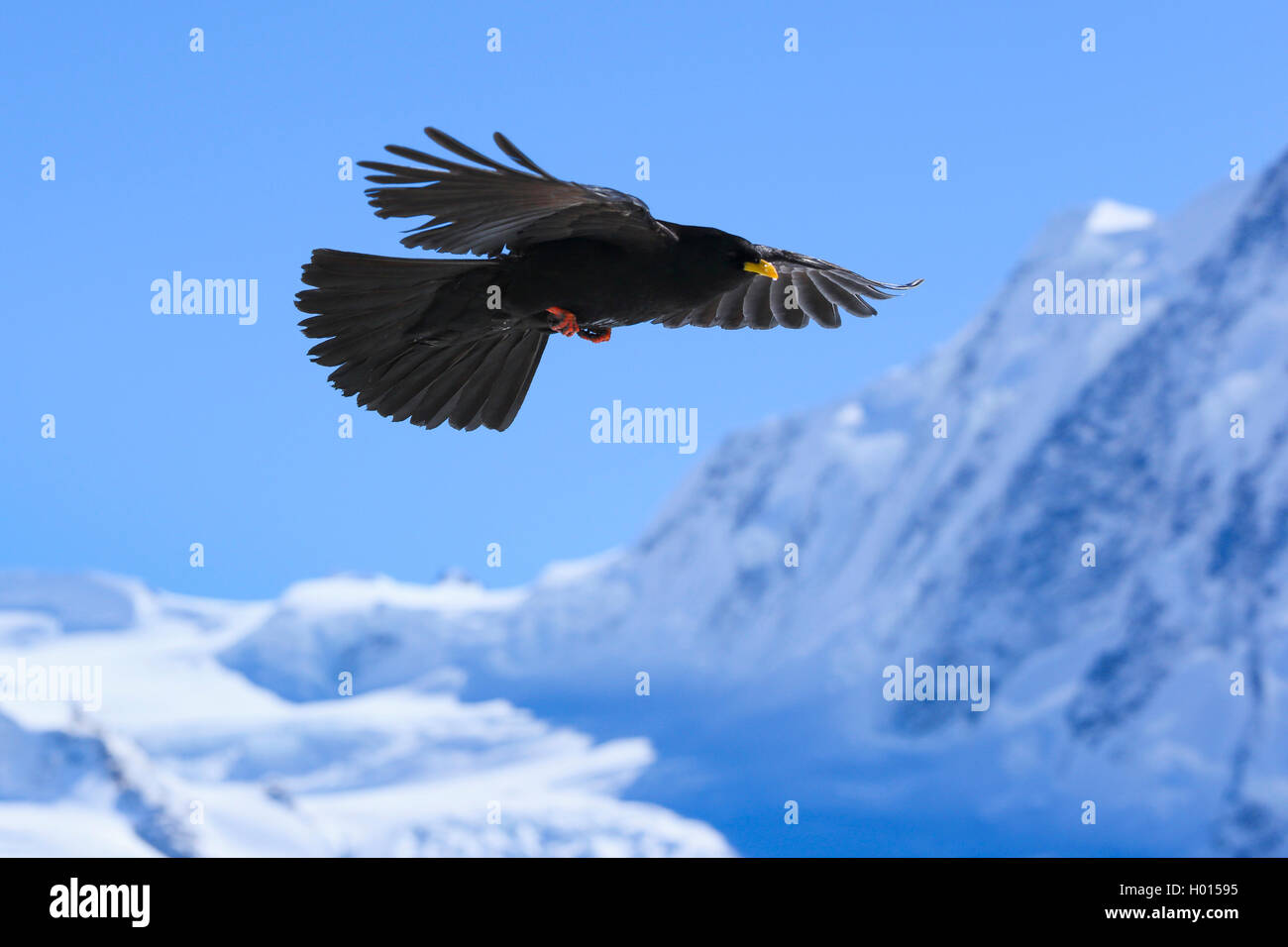 alpine chough (Pyrrhocorax graculus), in flight, Switzerland Stock ...