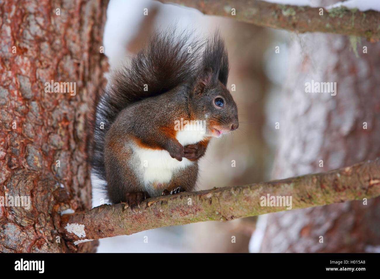 European red squirrel, Eurasian red squirrel (Sciurus vulgaris), sits ...