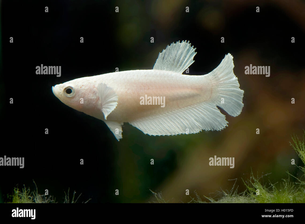 Siamese fighting fish, Siamese fighter (Betta splendens Halfmoon ...