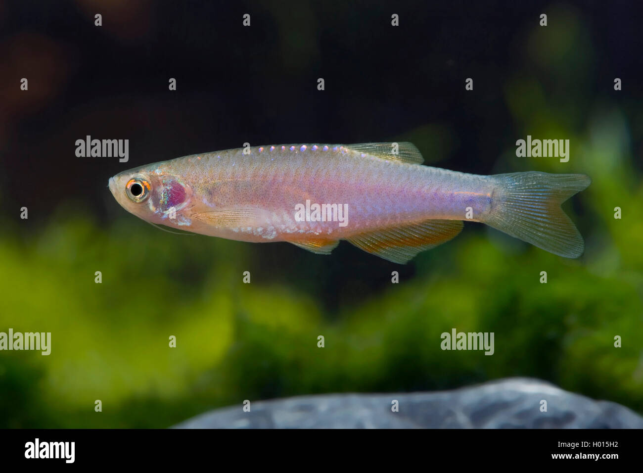 pearl danio (Brachydanio albolineatus), swimming Stock Photo - Alamy