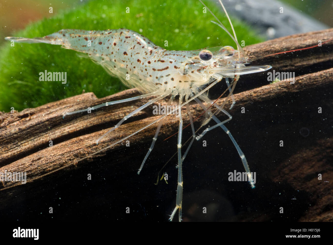 Gold Dot Prawn (Macrobrachium Gold Dot Stock Photo - Alamy