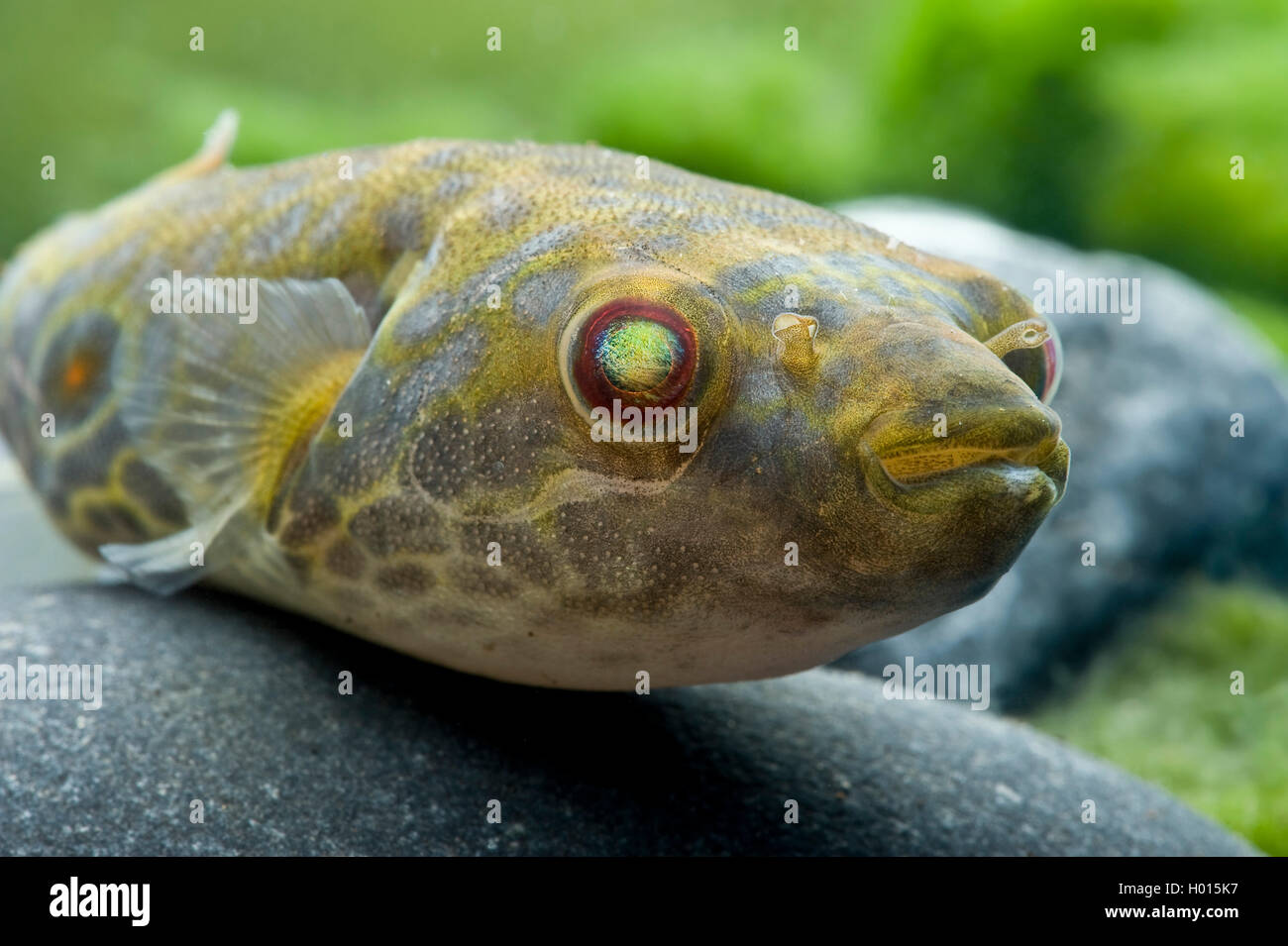 Pufferfish (Pao leiurus), on a stone Stock Photo - Alamy