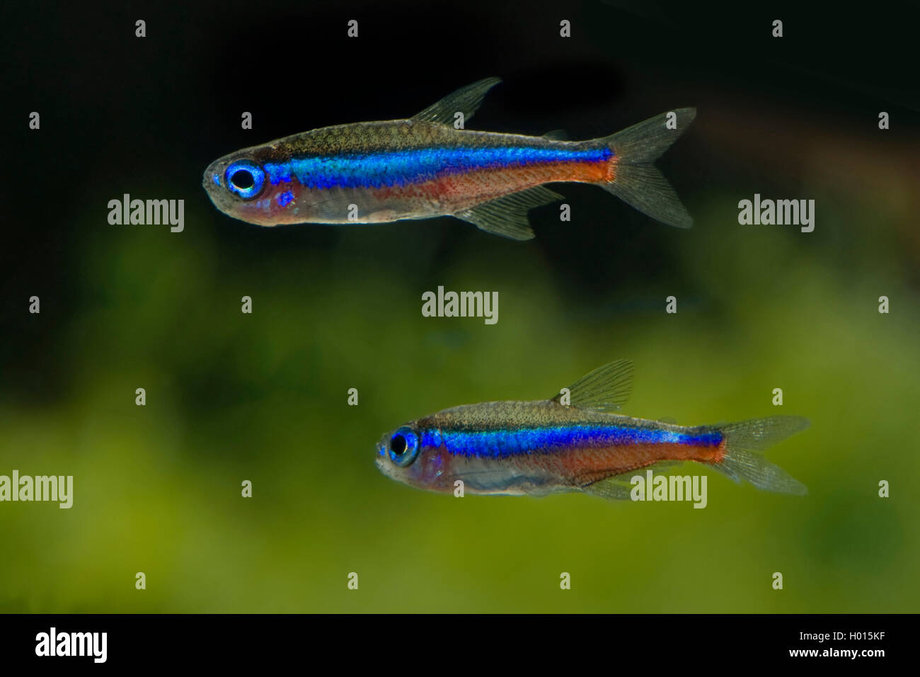 Neon Tetra Paracheirodon Stock Photos & Neon Tetra Paracheirodon Stock ...