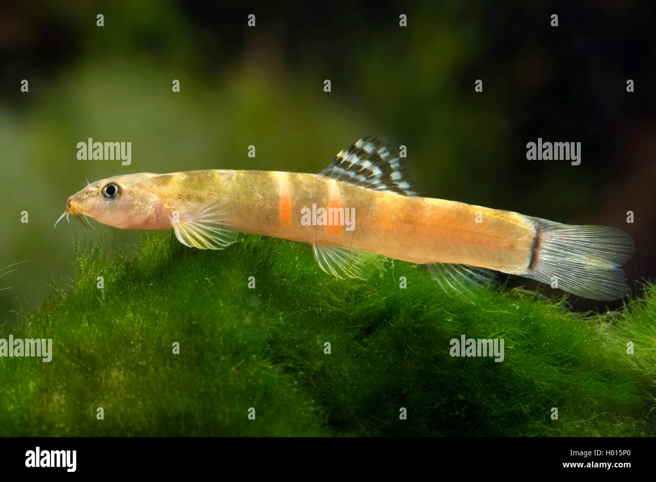 Sumu loach (Schistura balteata), swimming Stock Photo - Alamy