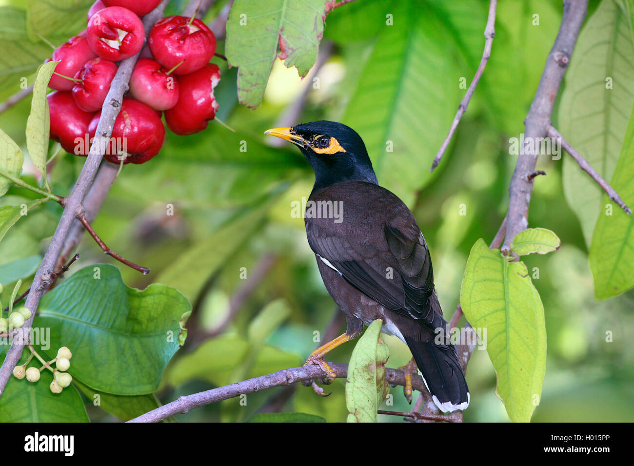 Common mynahs hi-res stock photography and images - Alamy
